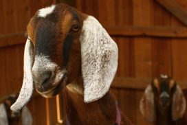 Nubian Goats Breed Profile - Goat Journal